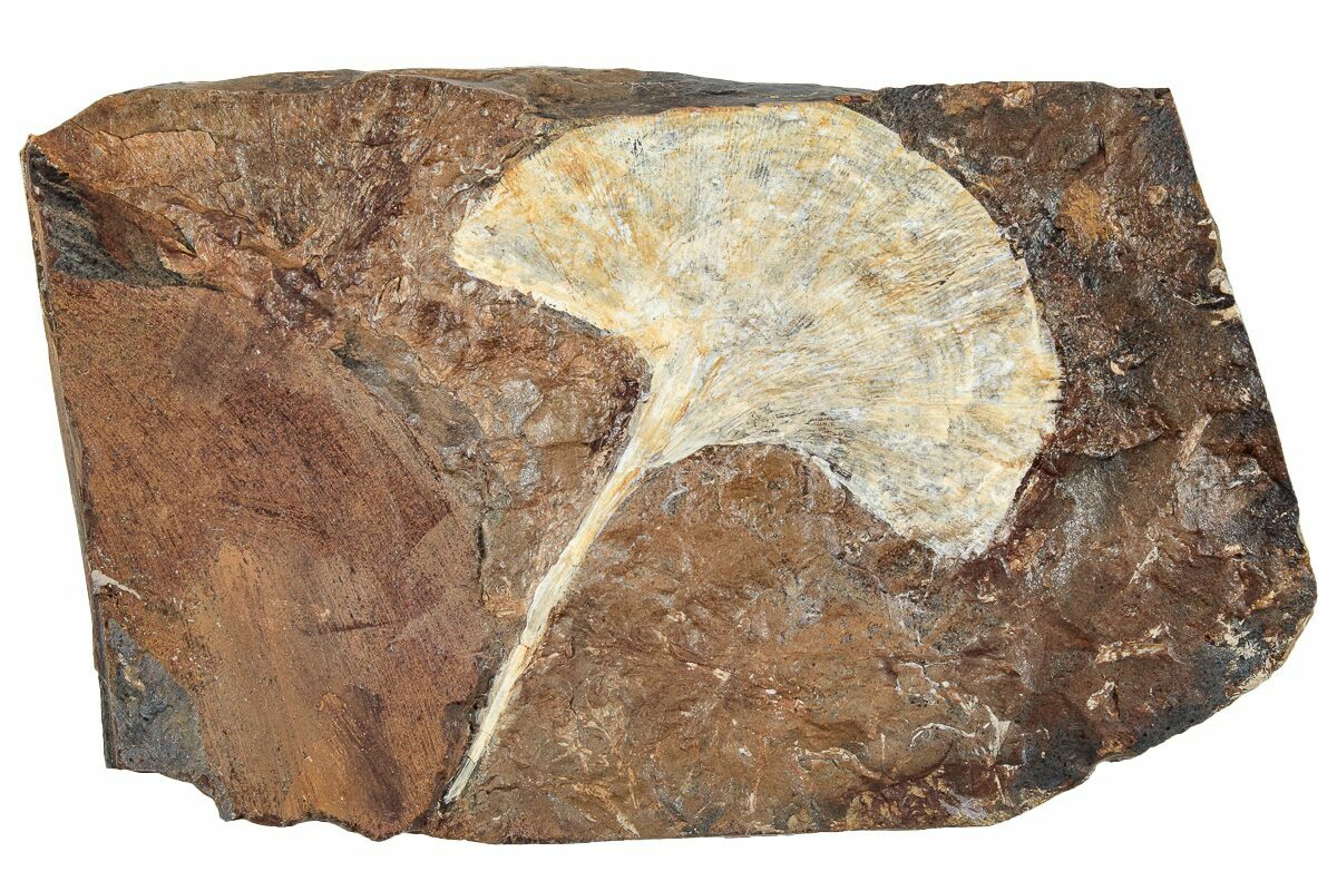 3.25" Fossil Ginkgo Leaf From North Dakota - Paleocene (#262470) For ...