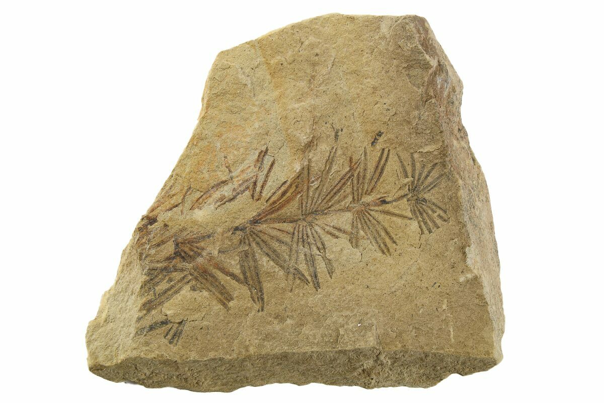 1.95" Fossil Horsetail Leaves (Annularia) - Mazon Creek (#262595) For ...
