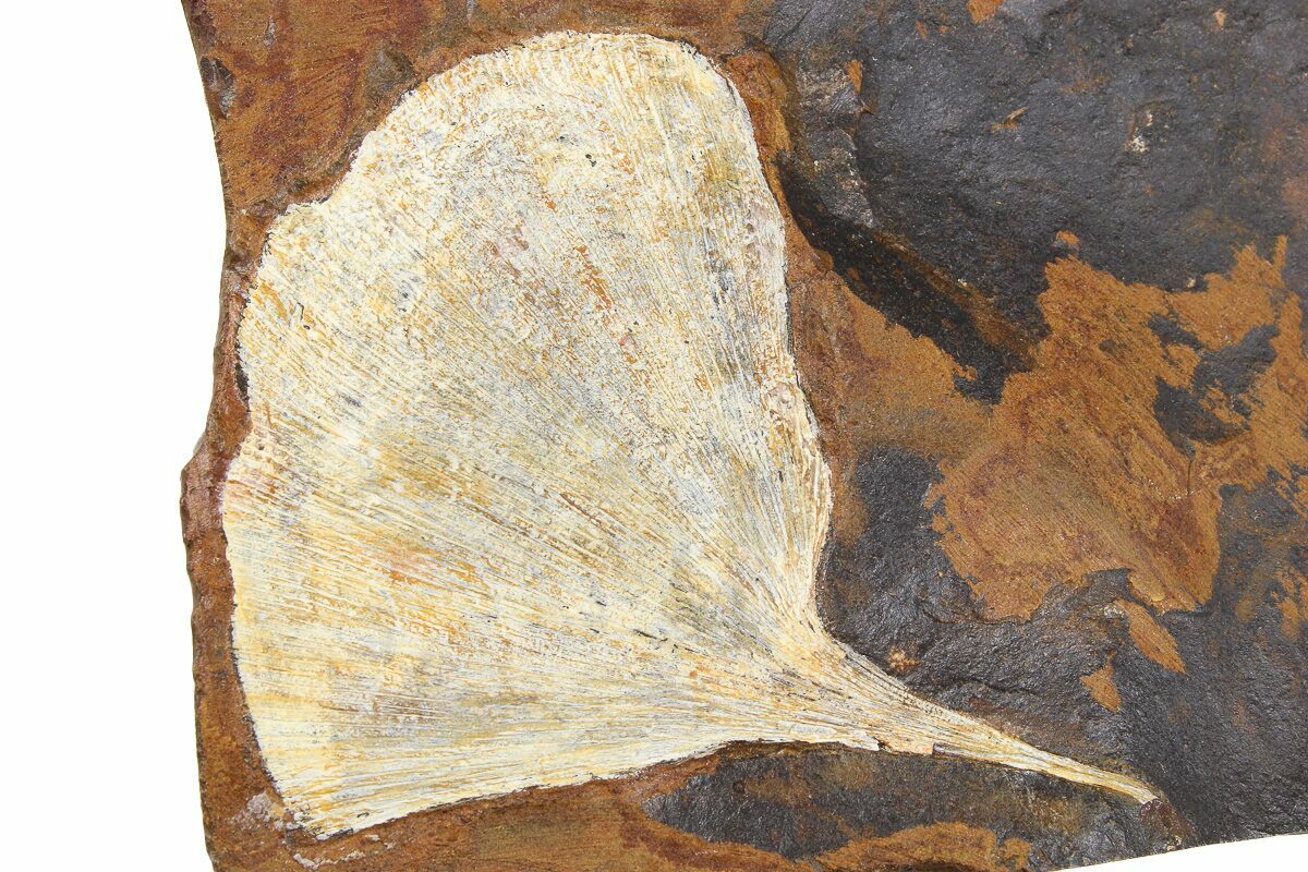 3.15" Fossil Ginkgo Leaf From North Dakota - Paleocene (#262608) For ...