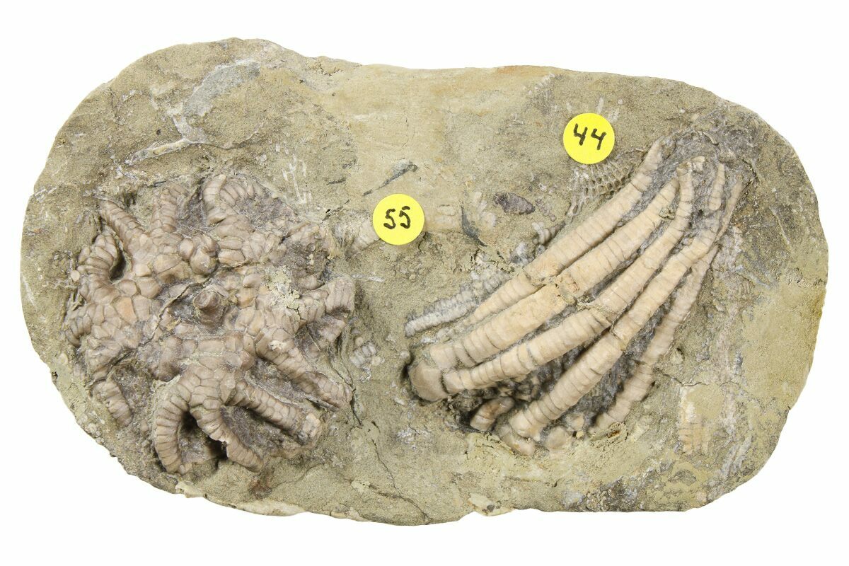 4" Fossil Crinoid Plate (Two Species) - Crawfordsville, Indiana ...