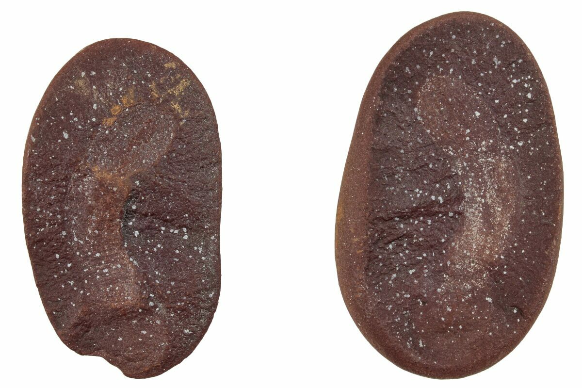 1.4" Fossil Acorn Worm (Priapulites) Pos/Neg - Illinois (#262589) For ...