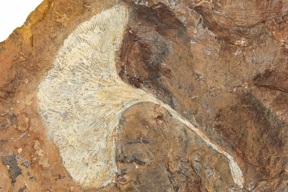 3.4" Fossil Ginkgo Leaf From North Dakota - Paleocene (#262634) For ...