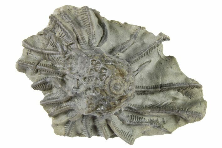 1.45" Fossil Crinoid (Pycnocrinus) - Indiana (#262515) For Sale ...