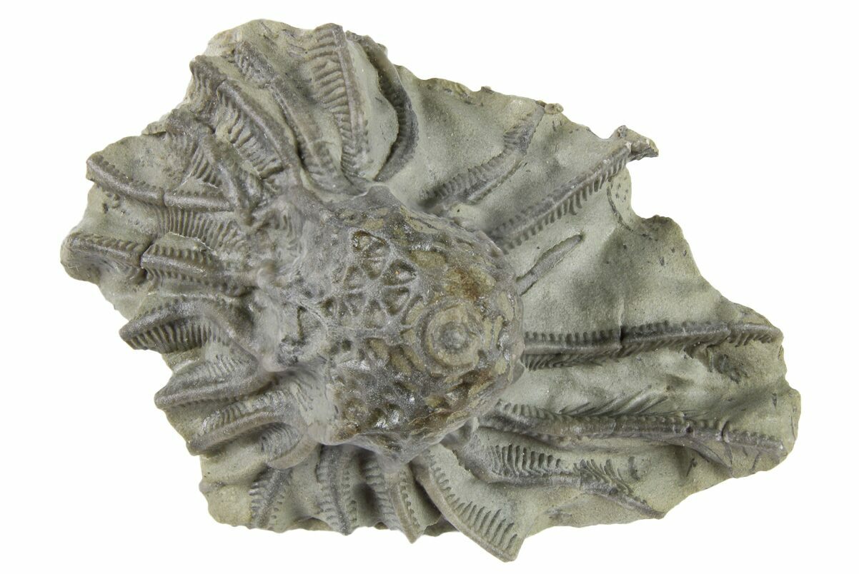 1.45" Fossil Crinoid (Pycnocrinus) - Indiana (#262515) For Sale ...