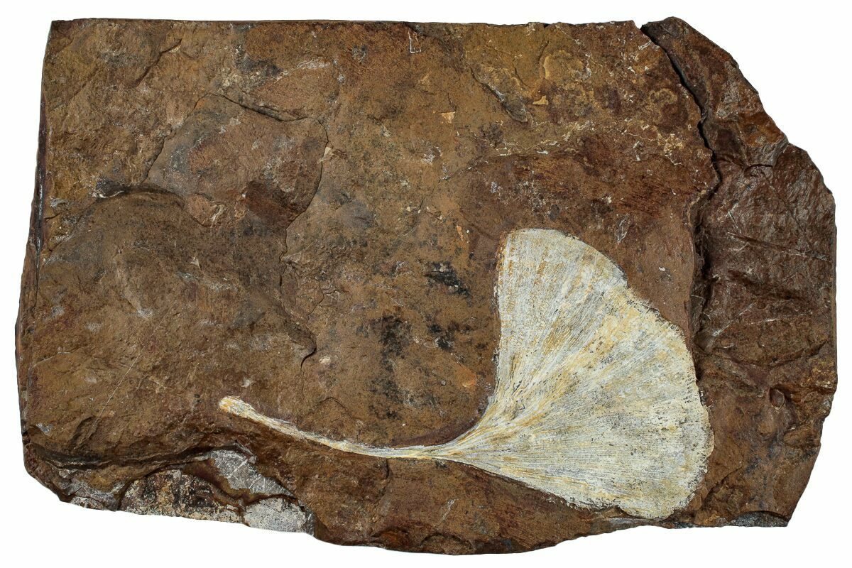 3.55" Fossil Ginkgo Leaf From North Dakota - Paleocene (#263019) For ...