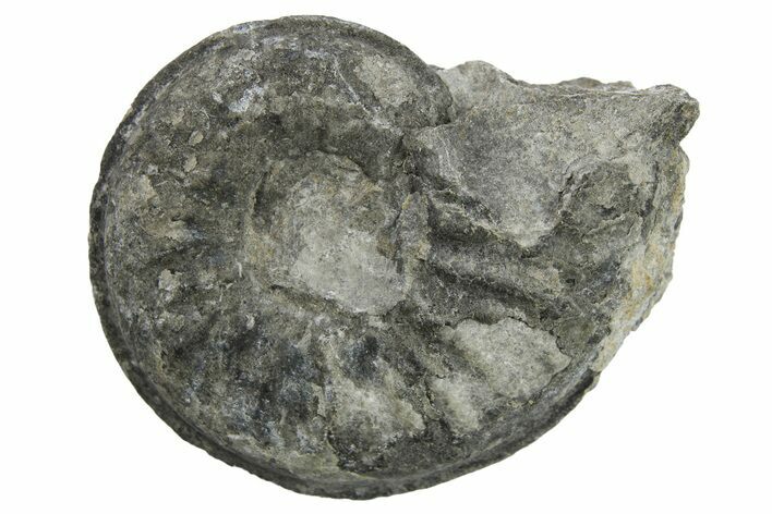1" Triassic Fossil Ammonite (Frenchites) - Nevada (#262678) For Sale ...