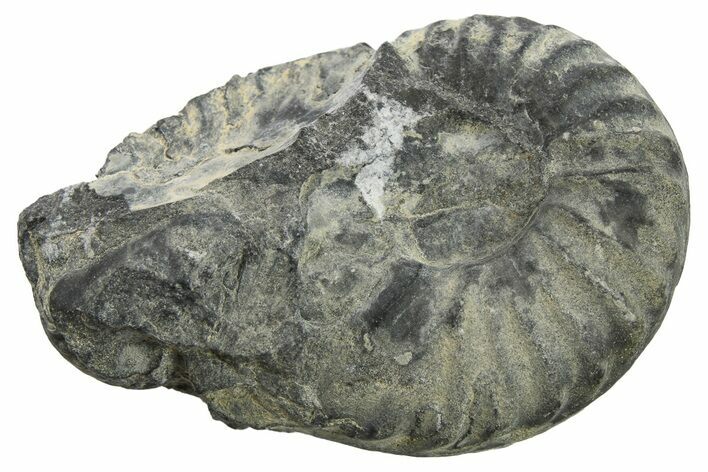 1.2" Triassic Fossil Ammonite (Frenchites) - Nevada (#262683) For Sale ...