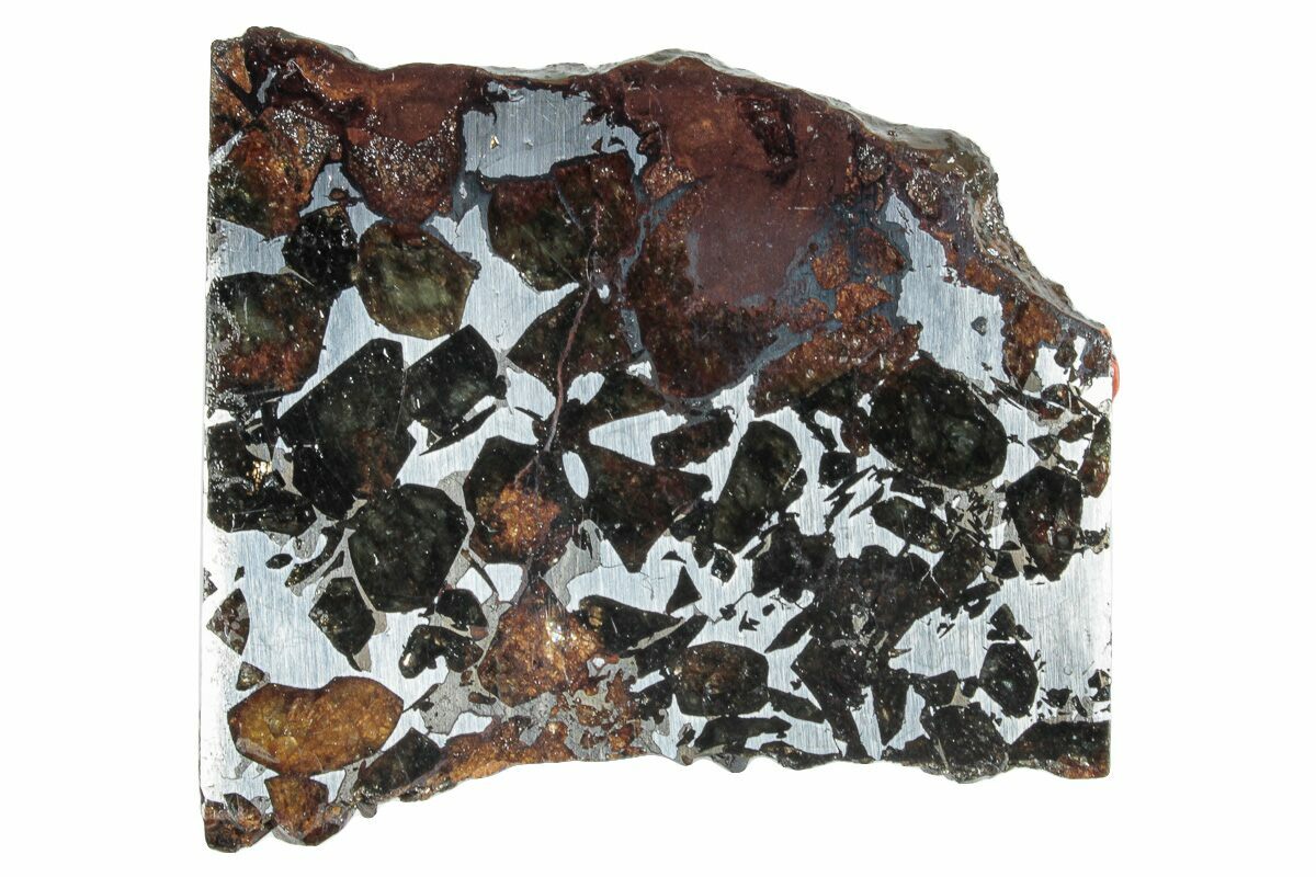 1.7" Seymchan Pallasite Meteorite Slice (16.4 g) - Russia (#263203) For ...