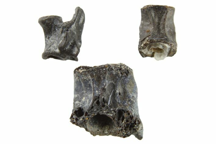 Three Permian Reptile Fossil Vertebrae - Oklahoma (#261453) For Sale ...