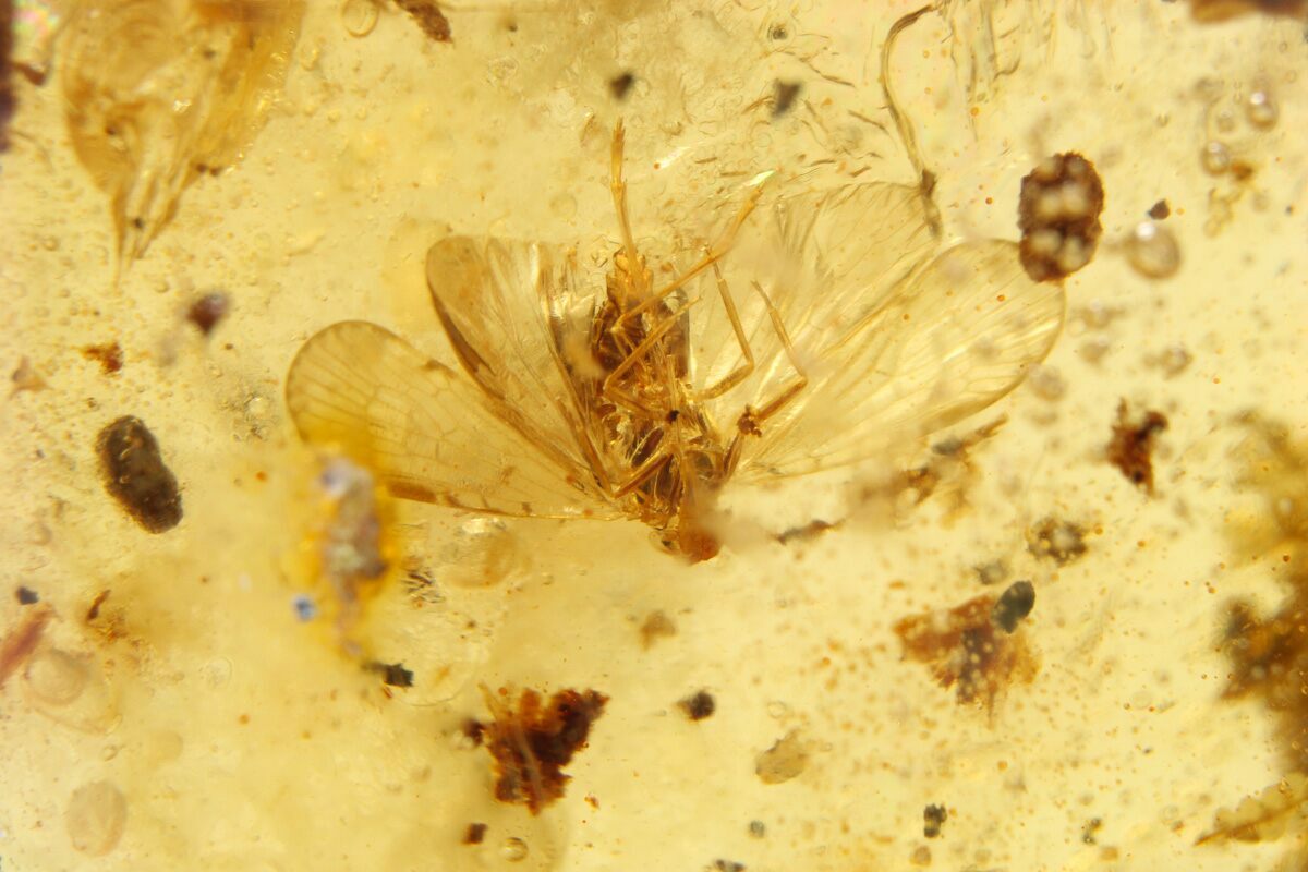 1.4" Polished Colombian Copal (12 g) - Contains Insects! (#263340) For Sale - FossilEra.com