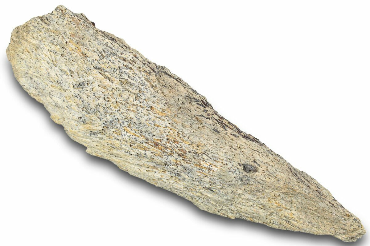 4.2" Dinosaur (Triceratops) Frill Shield Section - Montana (#263684 ...