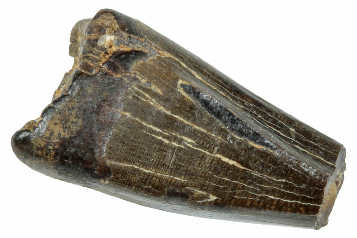 .44" Juvenile Tyrannosaur Premax Tooth - Judith River Formation (#263828) For Sale - FossilEra.com