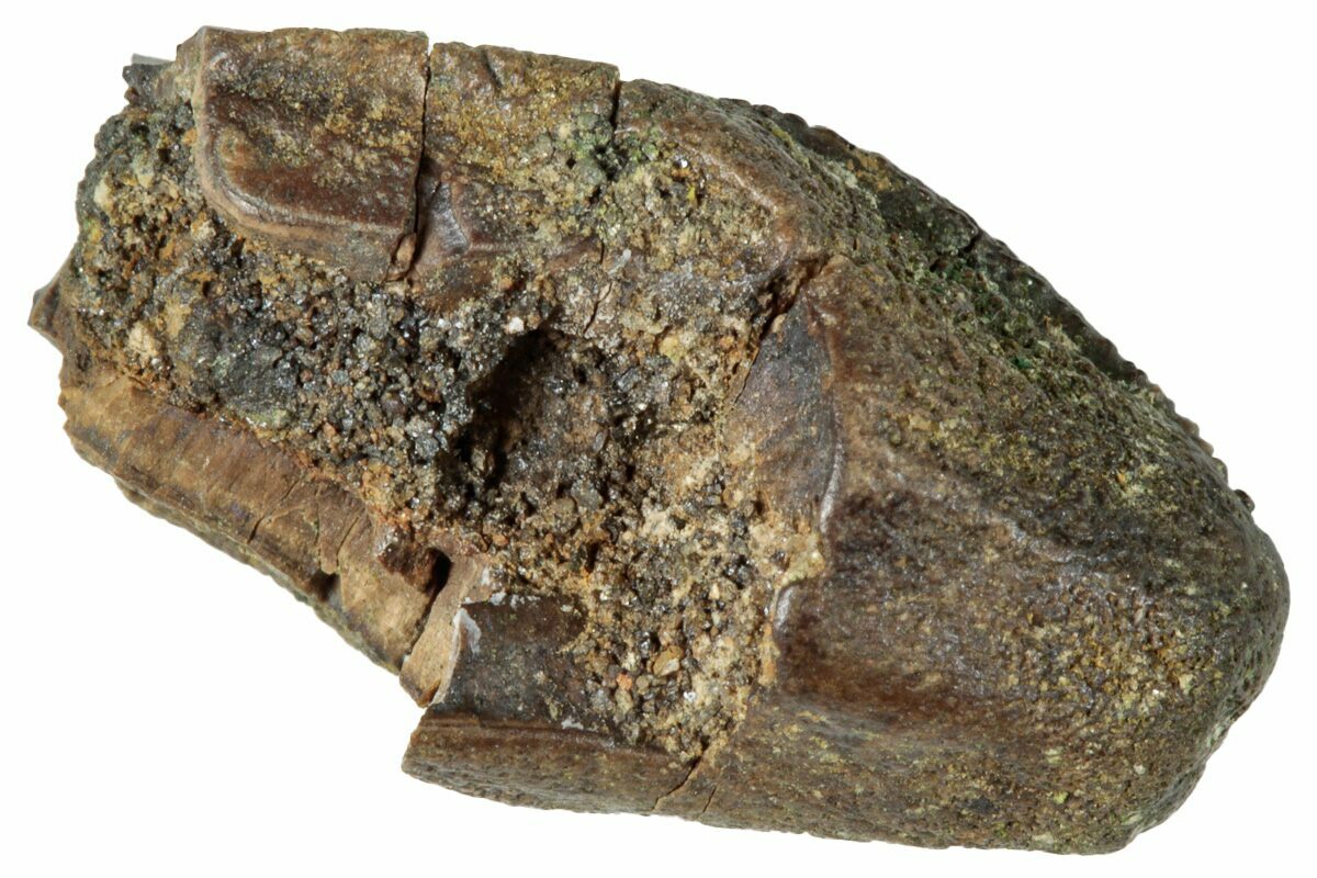 .65" Fossil Hadrosaur (Duck-Billed Dinosaur) Tooth - Montana (#263856 ...