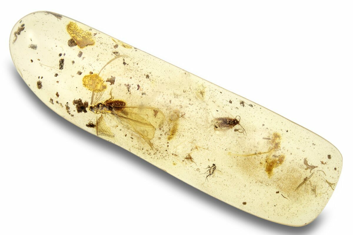 2.3" Polished Colombian Copal (3.3 g) - Contains Insects & Flora ...