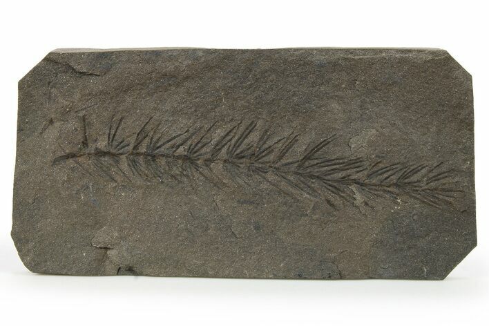 4.35" Fossil Pennsylvanian Horsetail (Asterophyllites) Plate - France ...