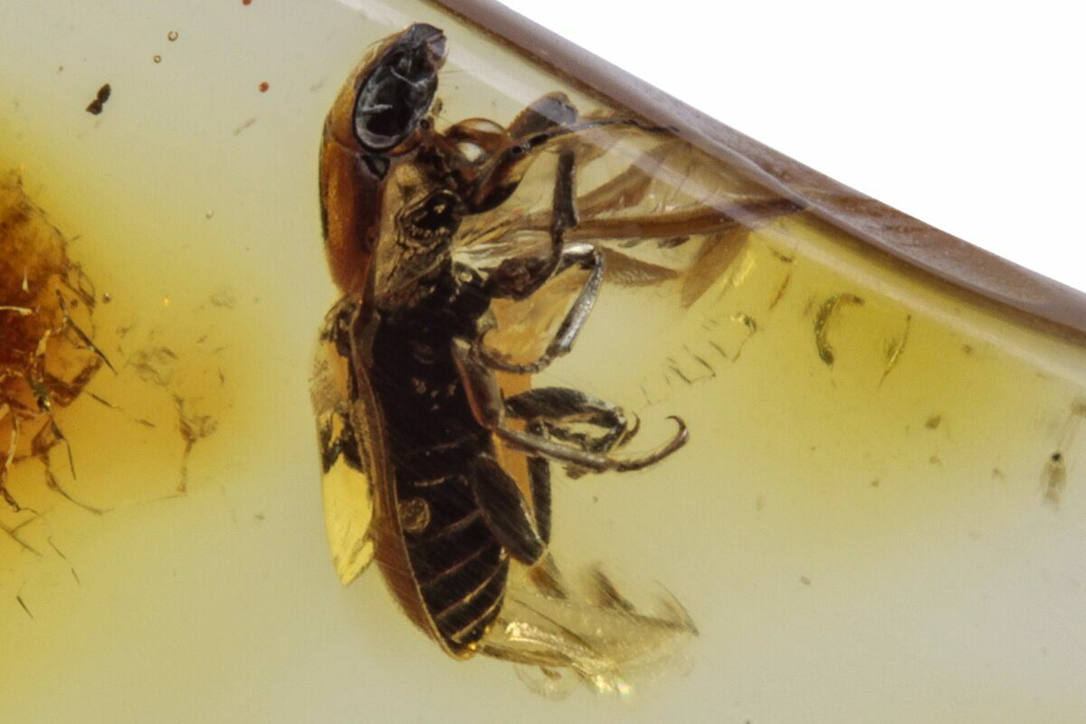 1.6" Polished Colombian Copal (5.5 g) - Contains Insects! (#264211) For ...