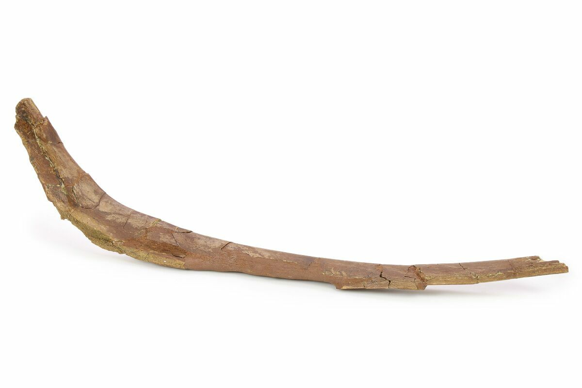 15.5" Hadrosaur (Edmontosaurus) Rib Bone - Wyoming (#264951) For Sale ...