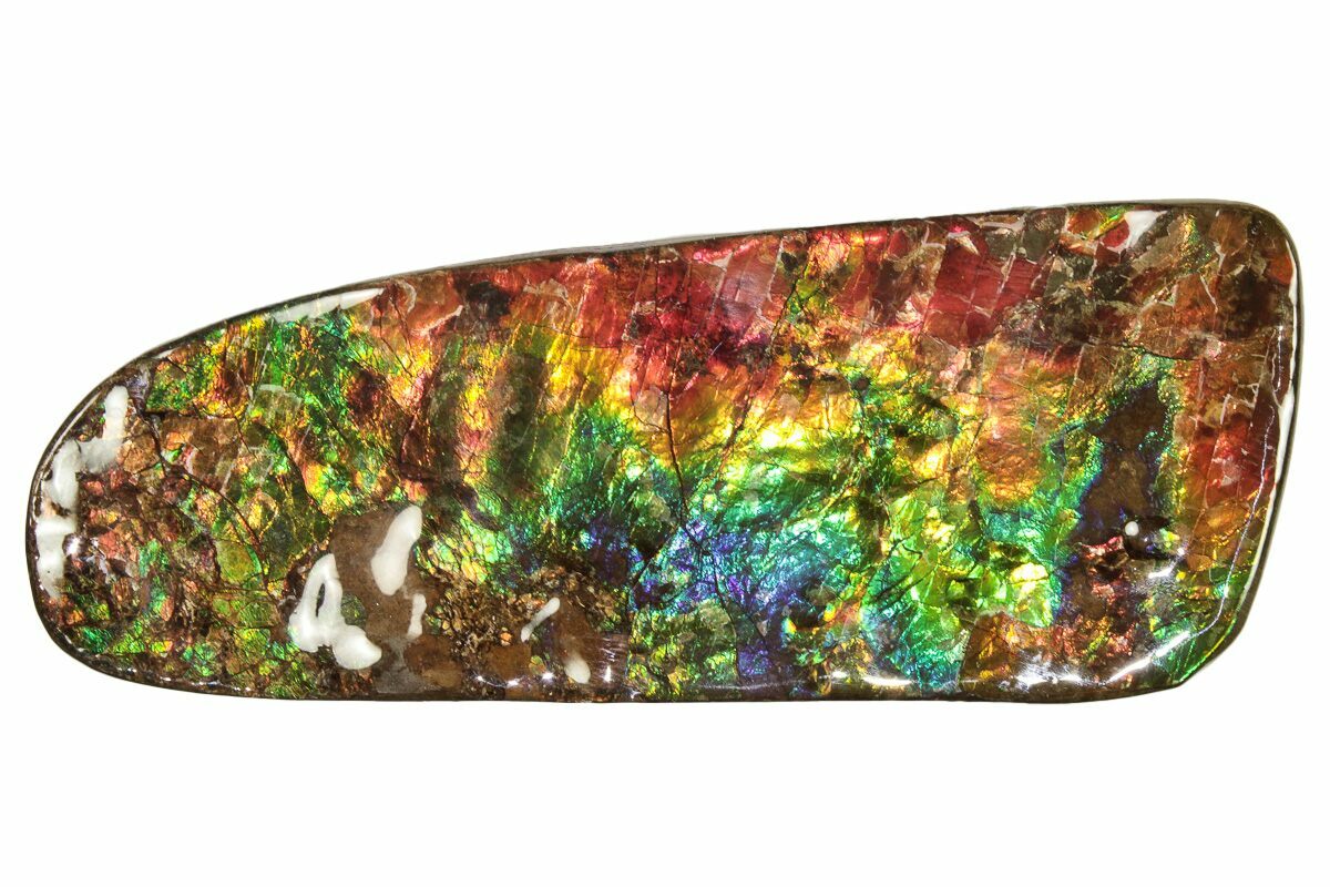 4.3" Flashy Ammolite (Fossil Ammonite Shell) - Alberta, Canada (#264845 ...