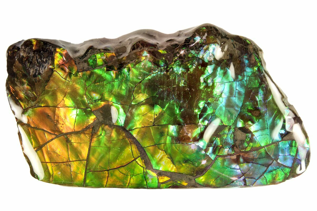 2.3" Flashy Ammolite (Fossil Ammonite Shell) - Alberta, Canada (#264857 ...