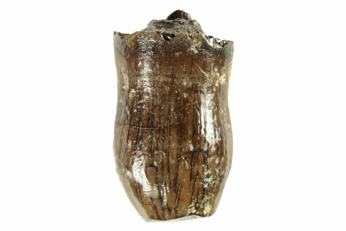 .28" Cretaceous Dinosaur (Thescelosaurus) Tooth - Wyoming (#265807) For ...