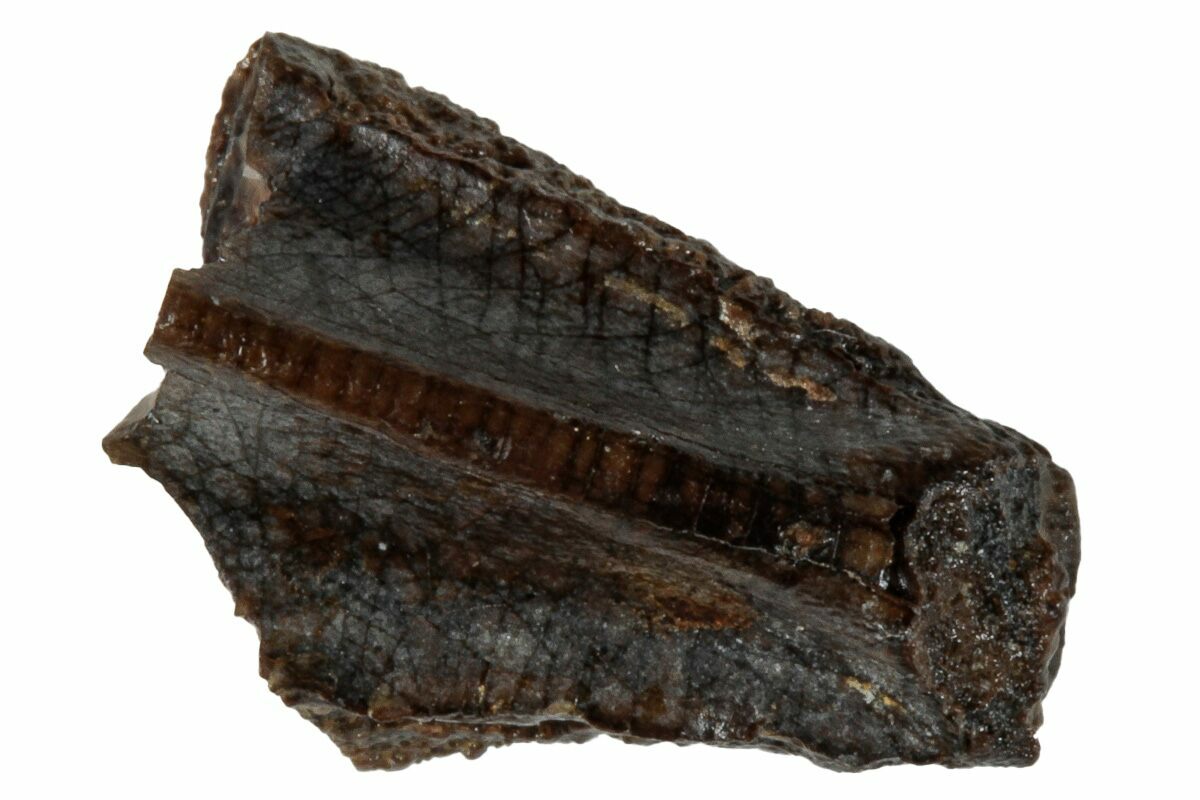 .46" Hadrosaur (Edmontosaurus) Tooth - Wyoming (#265843) For Sale ...
