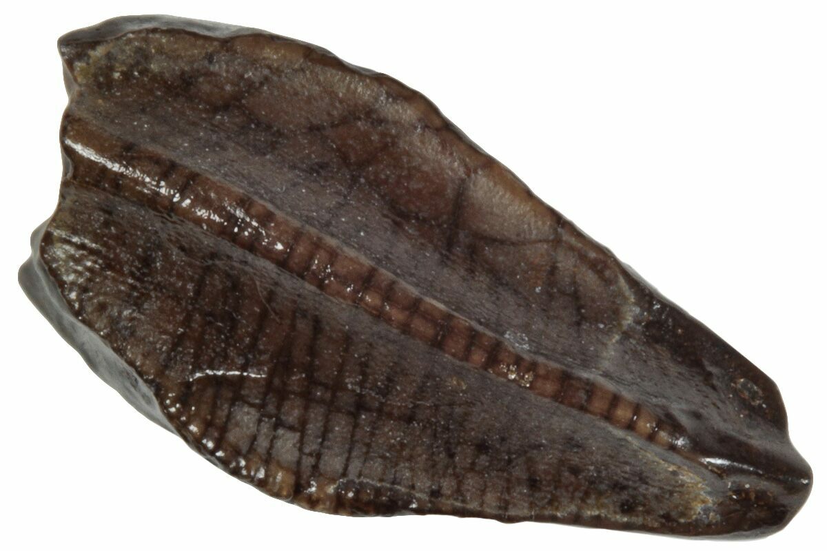 .55" Hadrosaur (Edmontosaurus) Tooth - Wyoming (#265900) For Sale ...