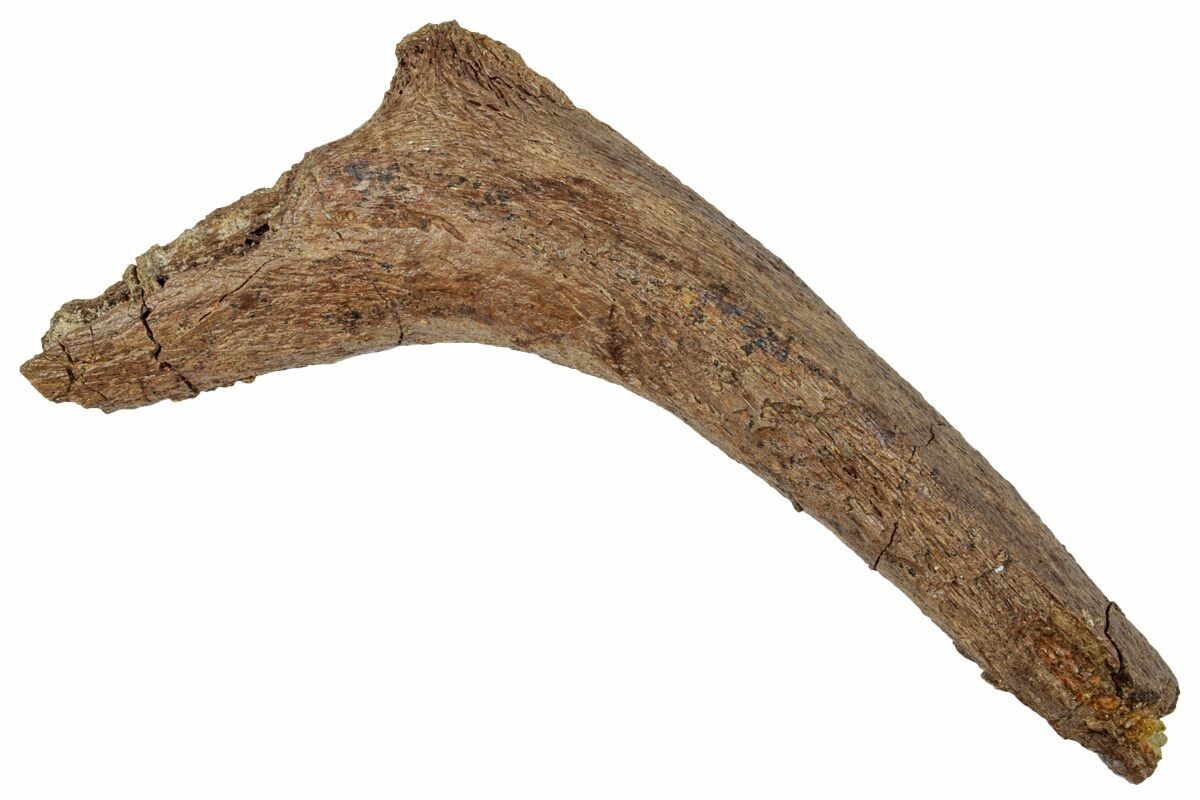 4.5" Hadrosaur (Edmontosaurus) Rib Bone - Wyoming (#265735) For Sale ...