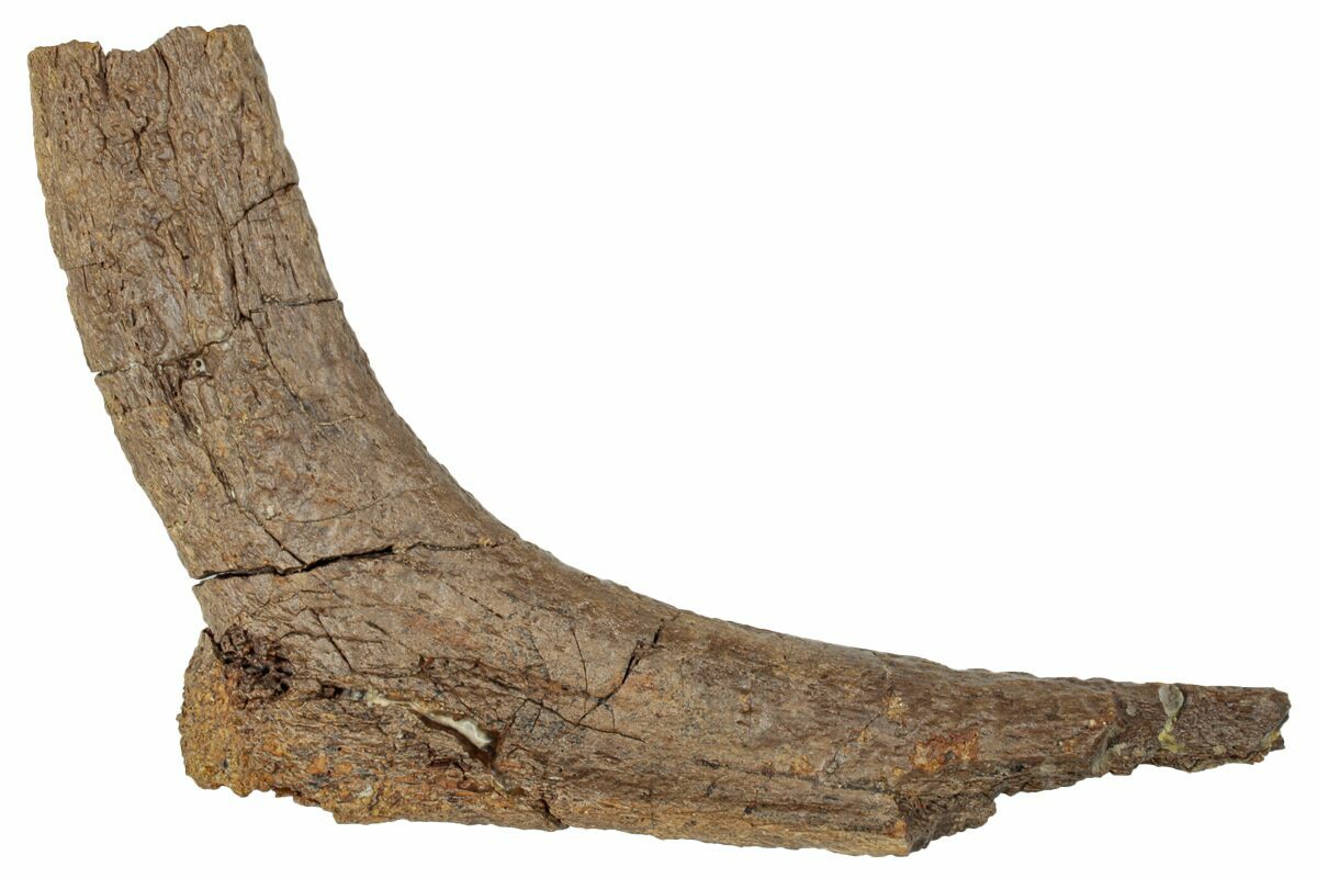 5.15" Hadrosaur (Edmontosaurus) Rib Bone - Wyoming (#265737) For Sale ...