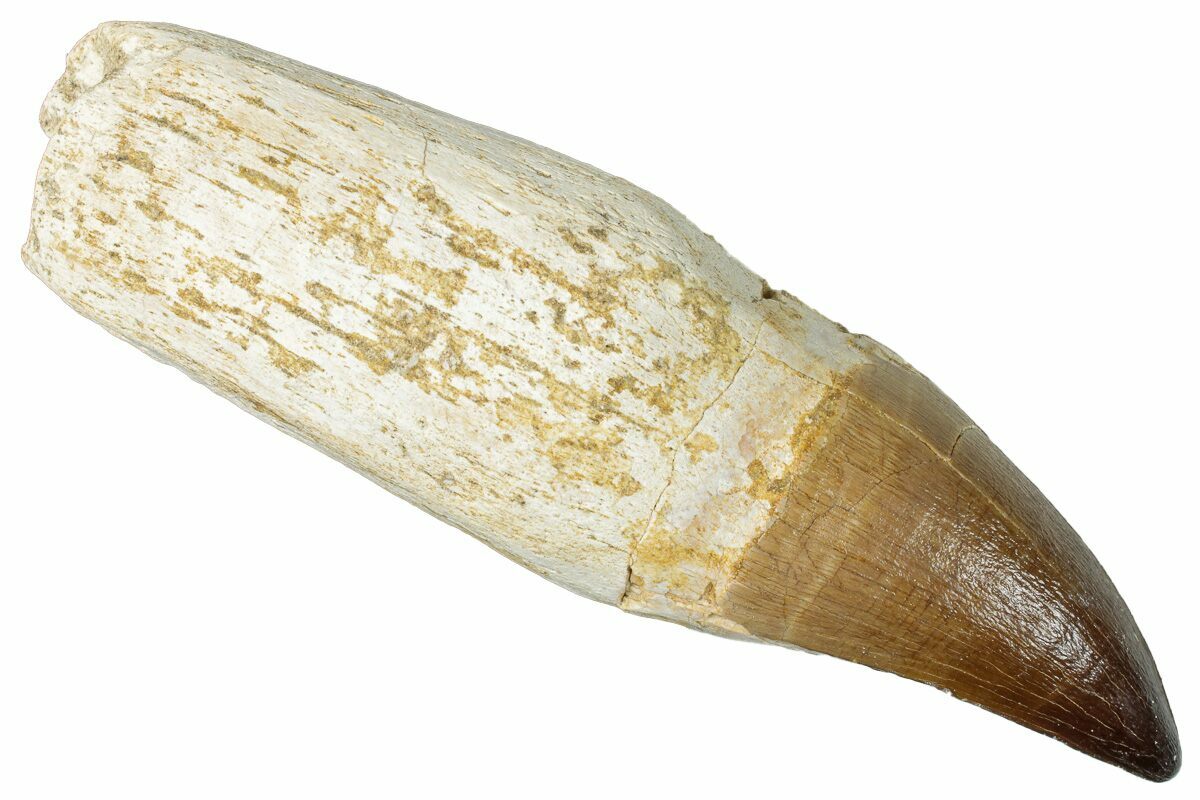 5.05" Fossil Rooted Mosasaur (Prognathodon) Tooth - Morocco (#265878 ...