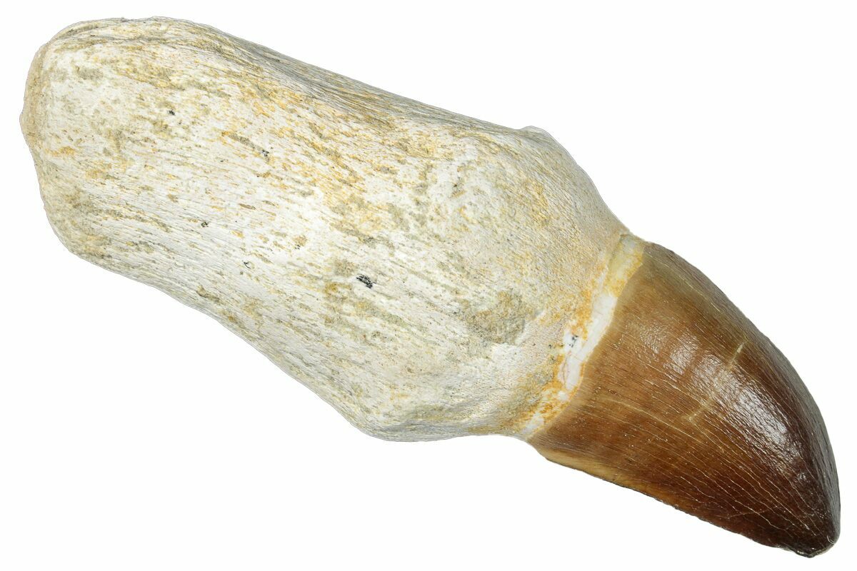 4.3" Fossil Rooted Mosasaur (Prognathodon) Tooth - Morocco (#265995 ...