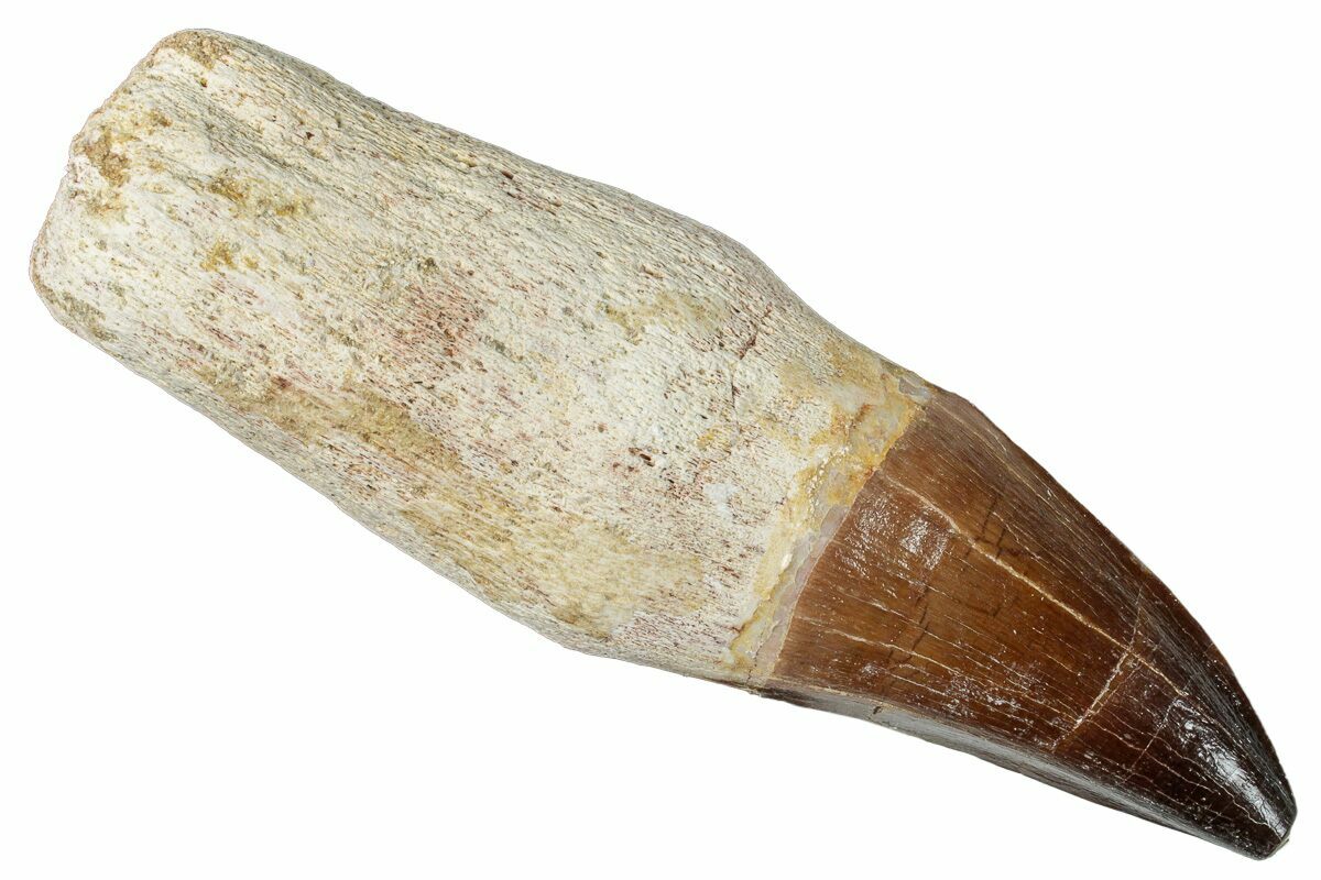 4" Fossil Rooted Mosasaur (Prognathodon) Tooth - Morocco (#265997) For ...