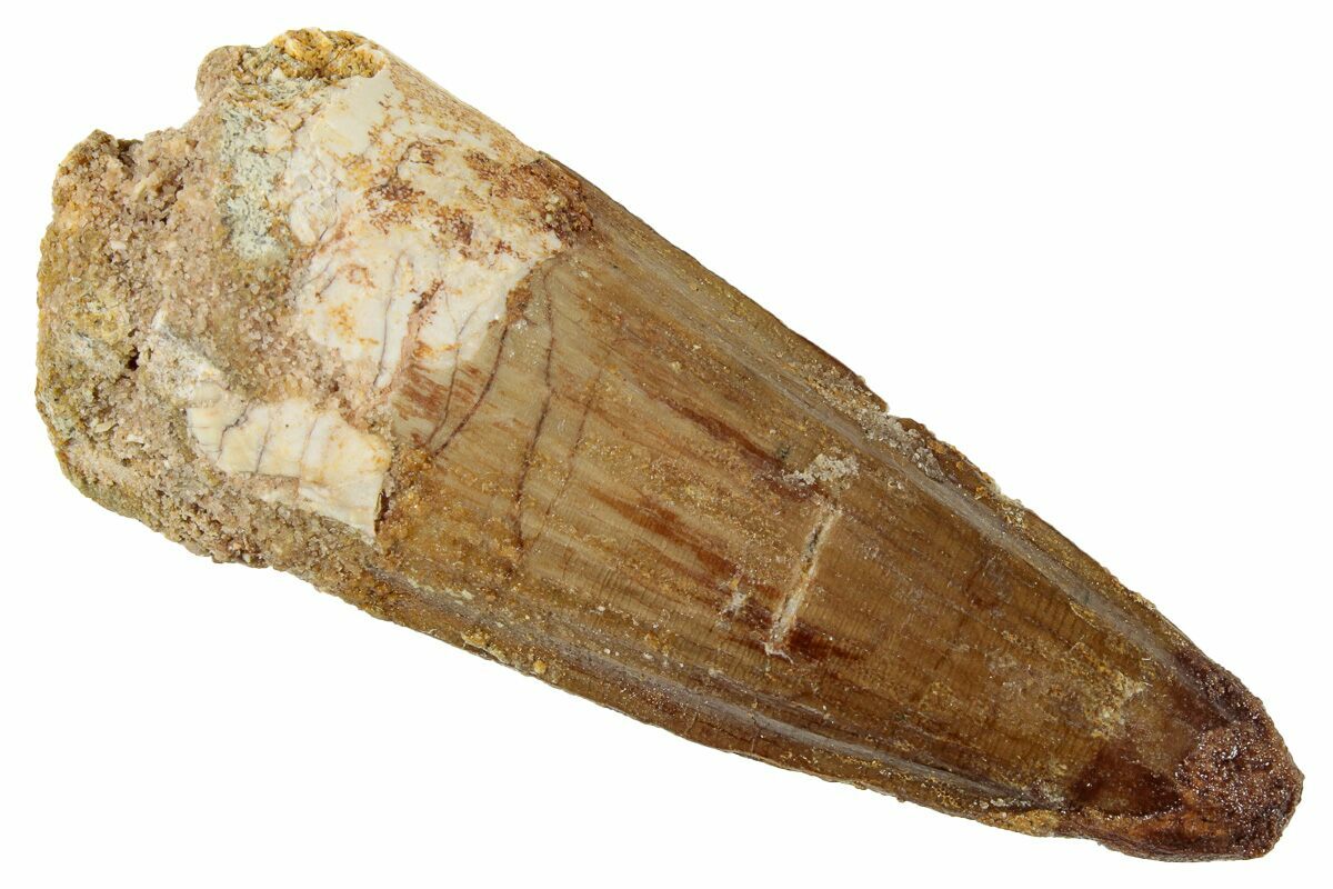 2.01" Fossil Spinosaurus Tooth - Real Dinosaur Tooth (#266666) For Sale ...