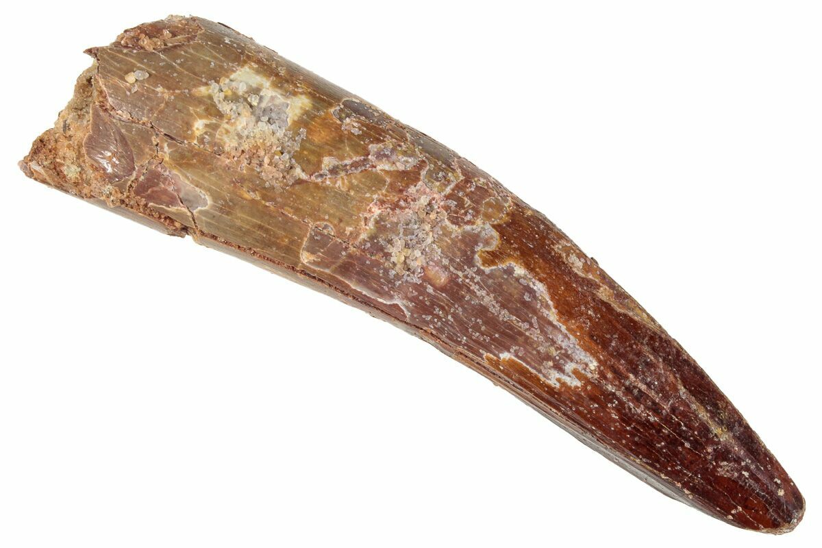 3.33" Real Fossil Spinosaurus Tooth - Beautiful Enamel (#267517) For ...