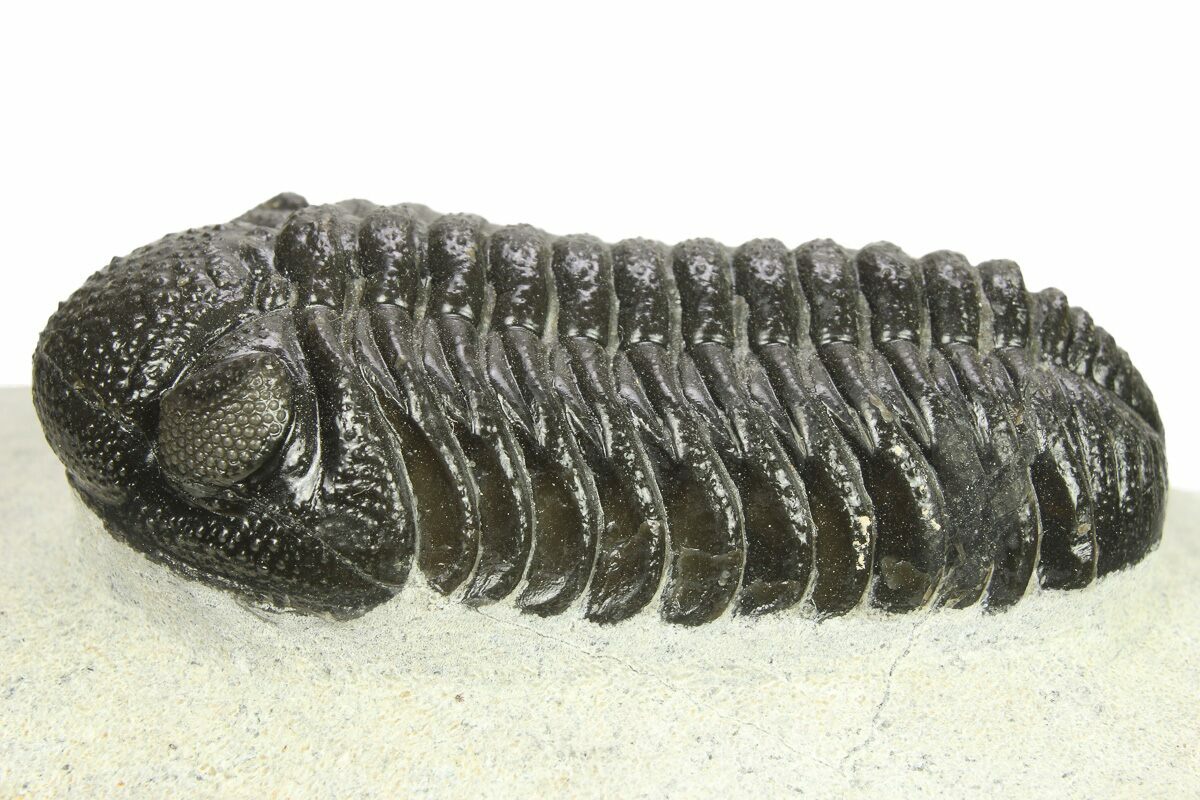 2" Prone Morocops Trilobite - Ofaten, Morocco (#268750) For Sale ...