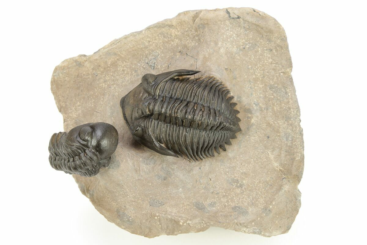 2" Metacanthina Trilobite With Reedops - Excellent Prep (#268991) For ...