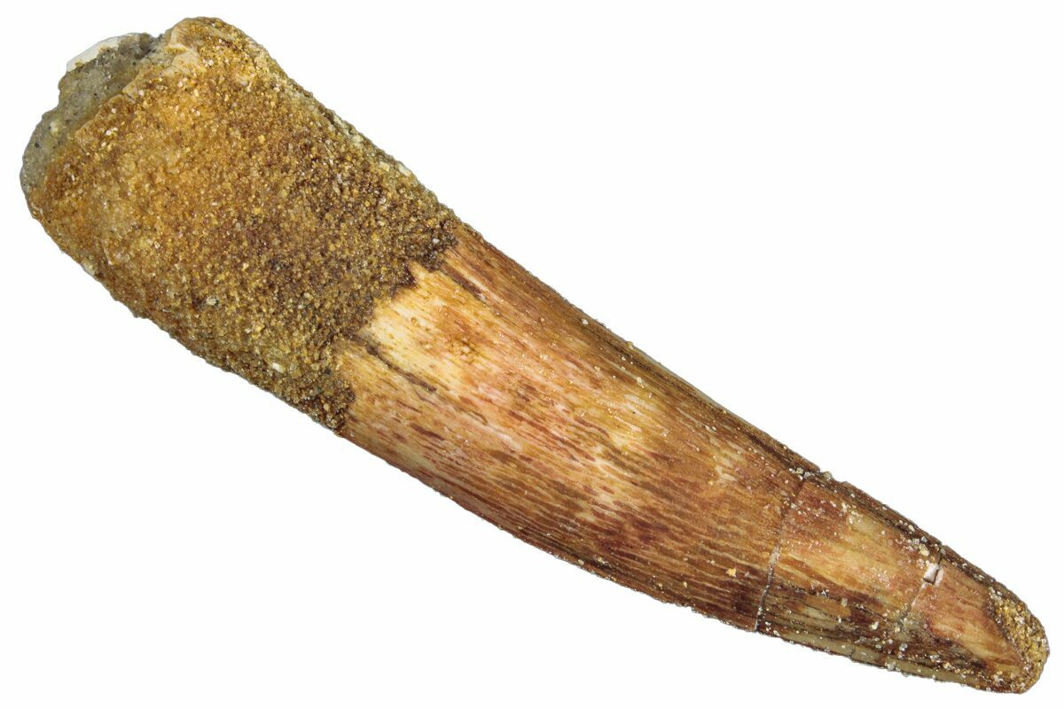 2.11" Fossil Spinosaurus Tooth - Real Dinosaur Tooth (#268896) For Sale ...
