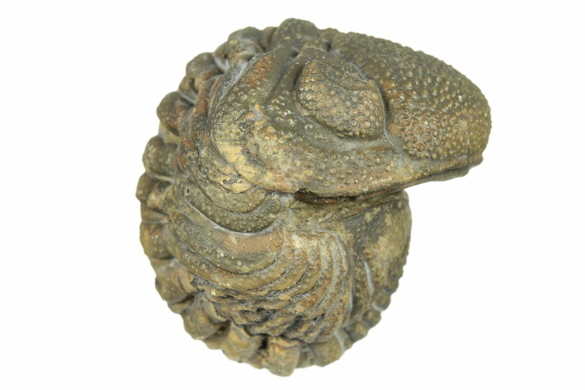 2" Long, Bumpy Enrolled Morocops Trilobite - Morocco (#269169) For Sale ...