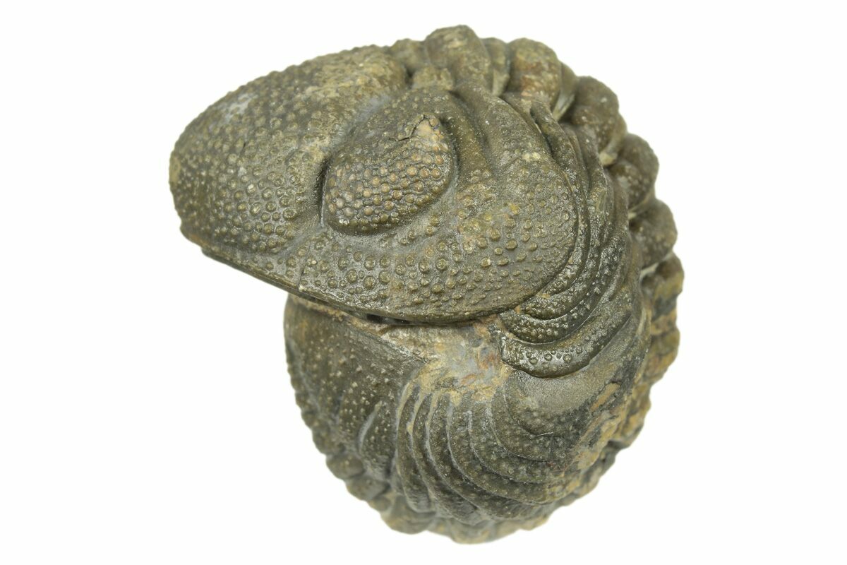 2" Long, Bumpy Enrolled Morocops Trilobite - Morocco (#269169) For Sale ...