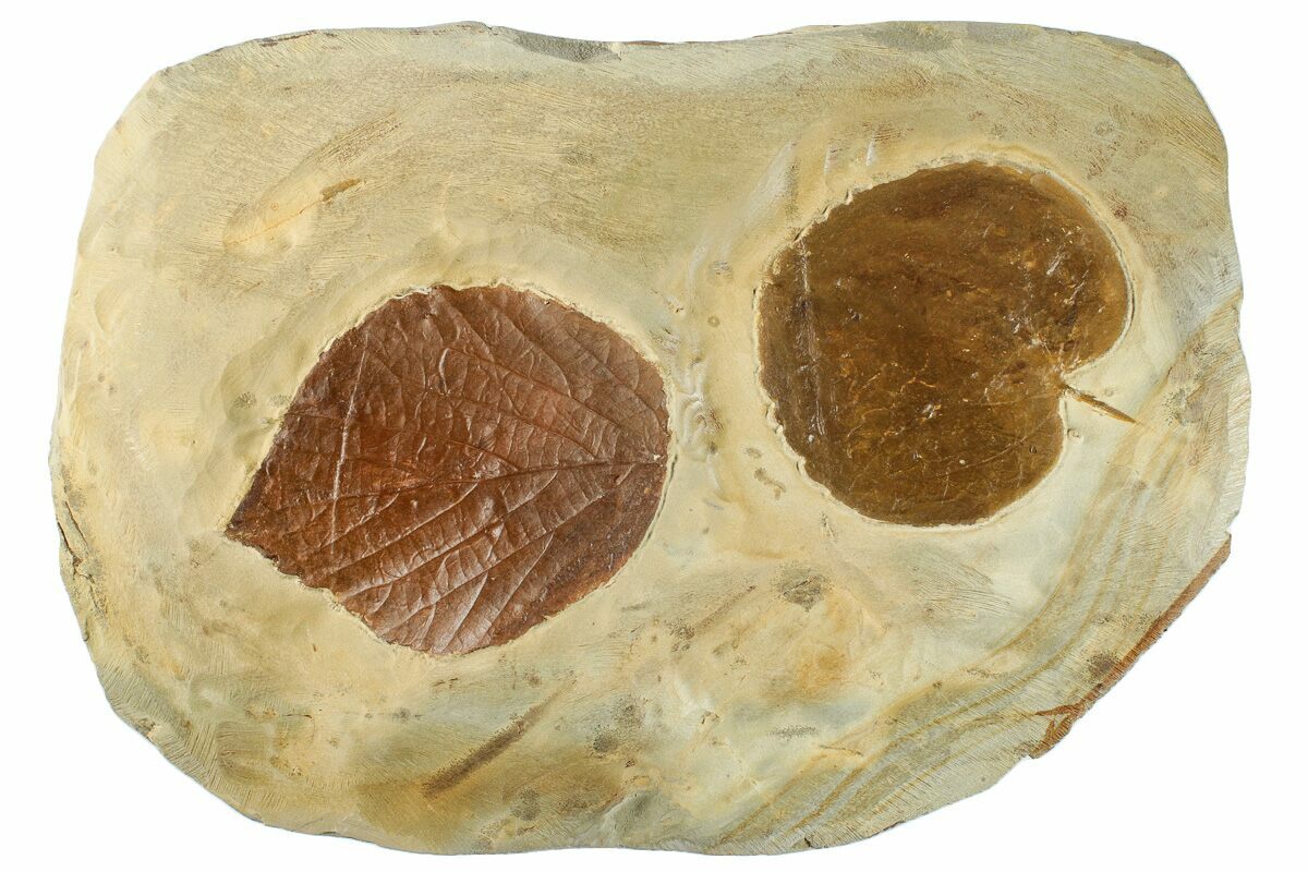 Two Fossil Leaves (Zizyphoides & Beringiaphyllum) - Montana (#268201 ...