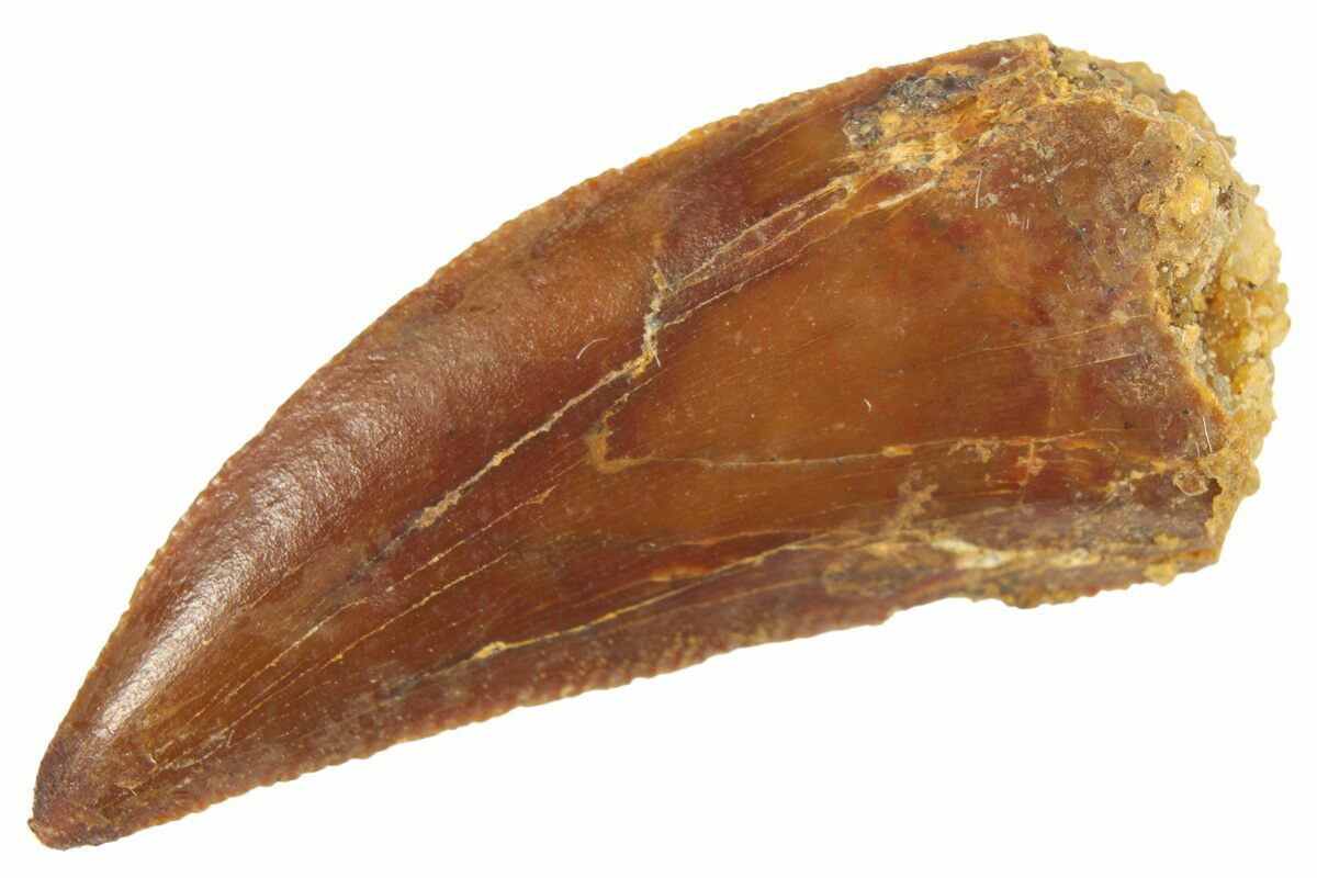 Serrated, .82" Raptor Tooth - Real Dinosaur Tooth (#268416) For Sale ...