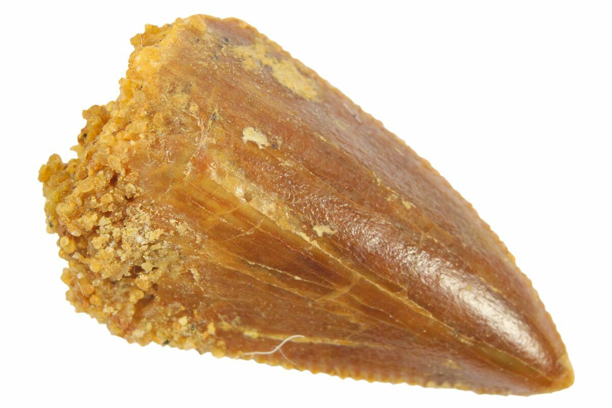 Serrated, .60" Raptor Tooth - Real Dinosaur Tooth (#268420) For Sale ...