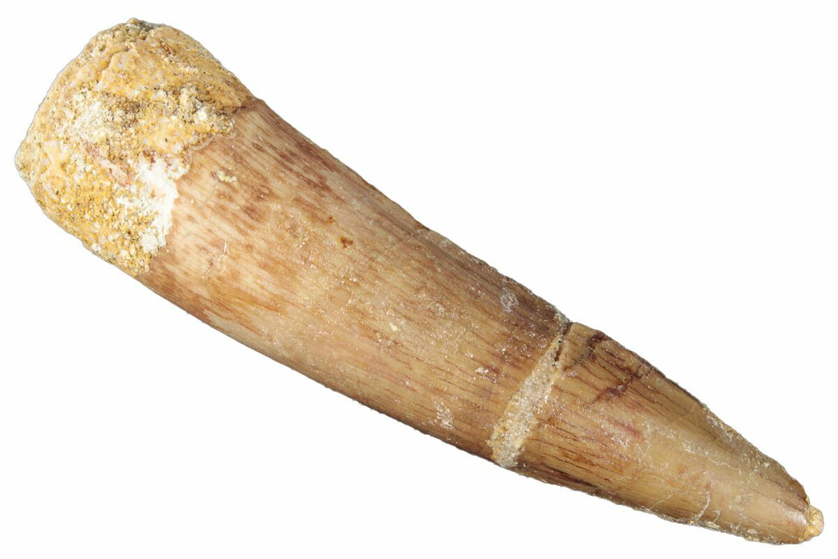 2.0" Fossil Spinosaurus Tooth - Real Dinosaur Tooth (#268718) For Sale ...