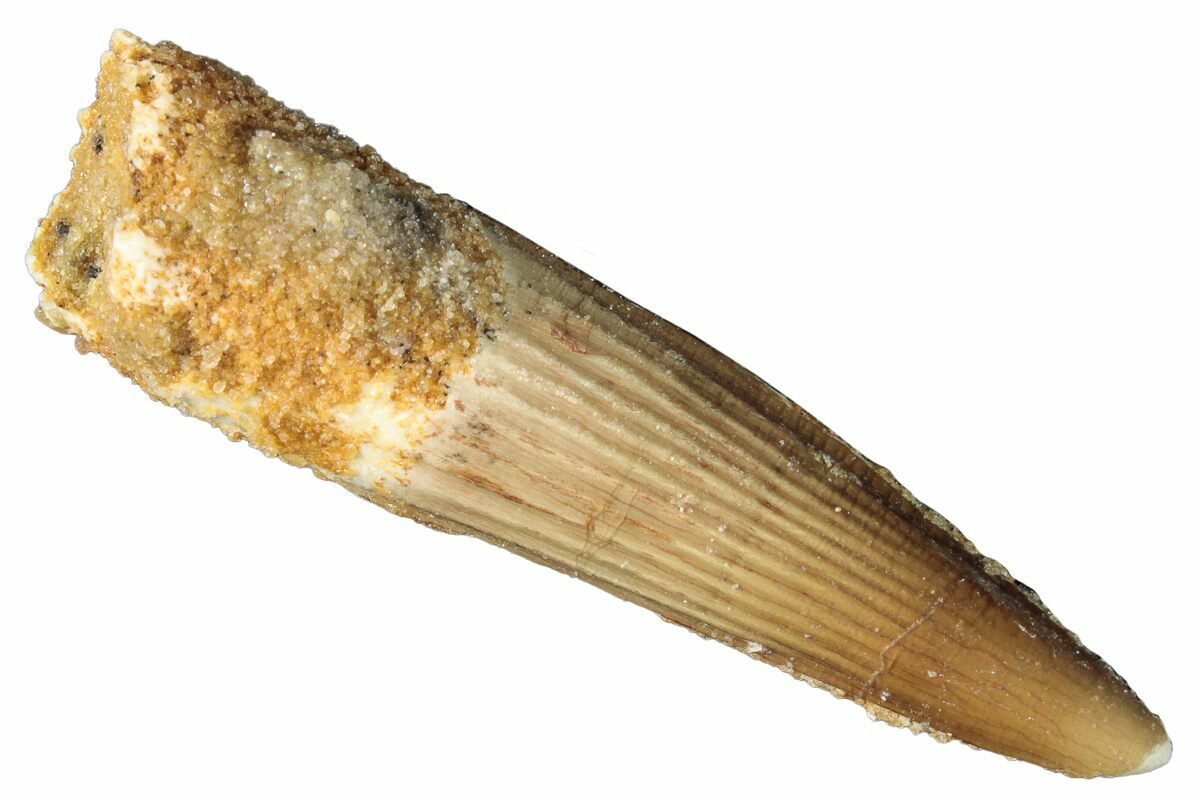 1.59" Fossil Spinosaurus Tooth - Real Dinosaur Tooth (#269146) For Sale ...