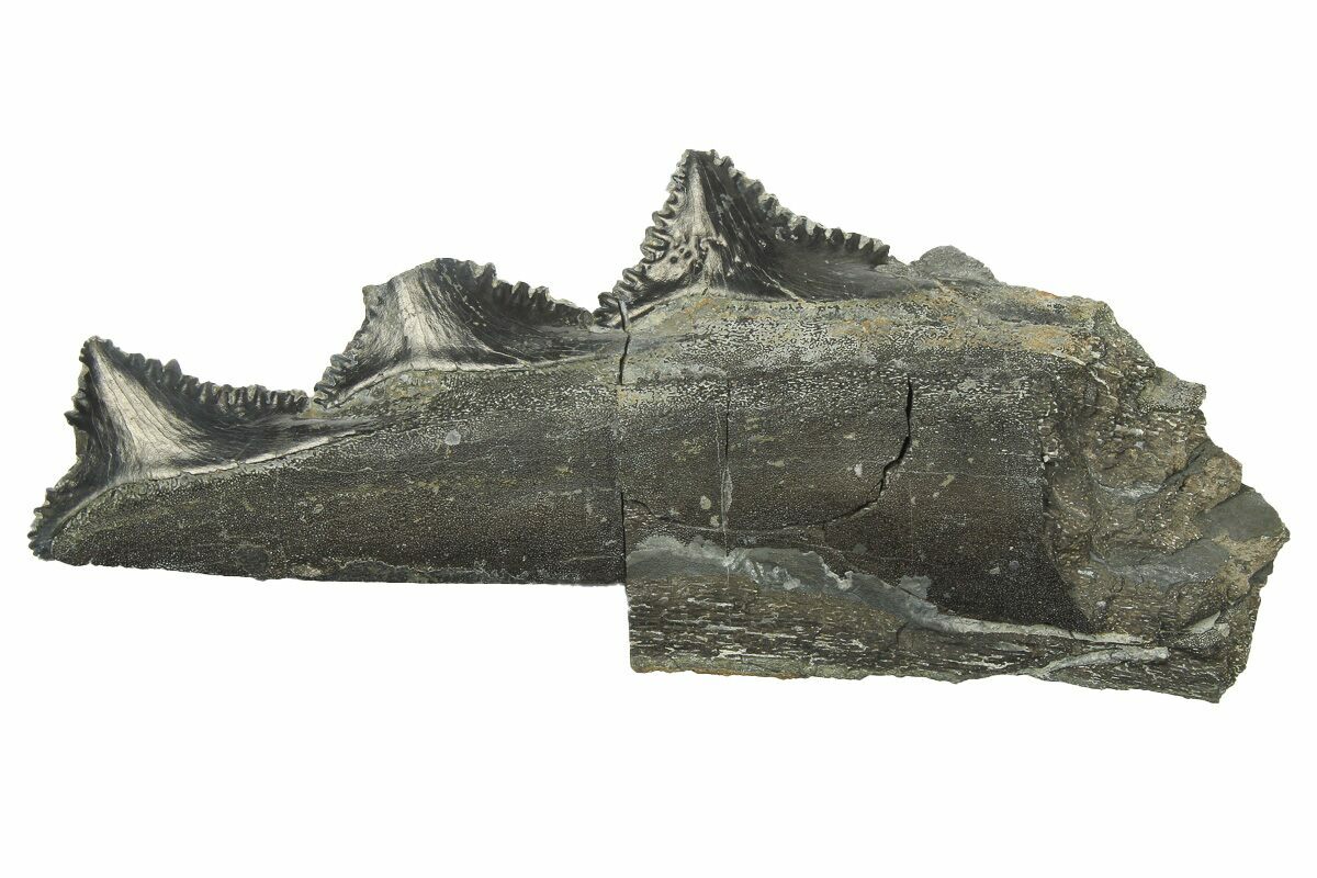 5.5" Bizarre Shark (Edestus) Jaw Section with Teeth - Carboniferous ...