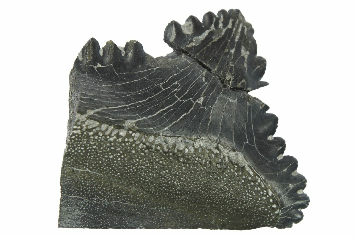 1" Bizarre Shark (Edestus) Jaw Section with Tooth - Carboniferous ...