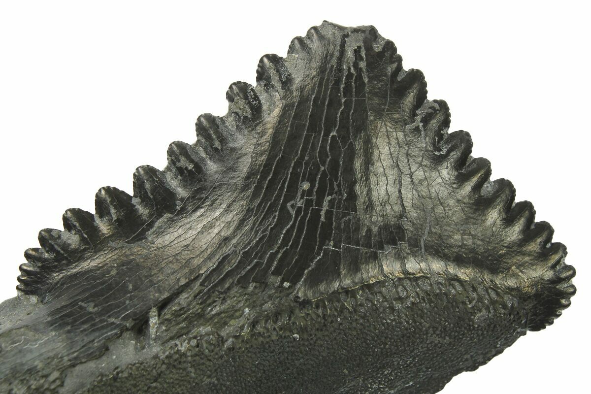 4.15" Bizarre Shark (Edestus) Jaw Section with Tooth - Carboniferous ...