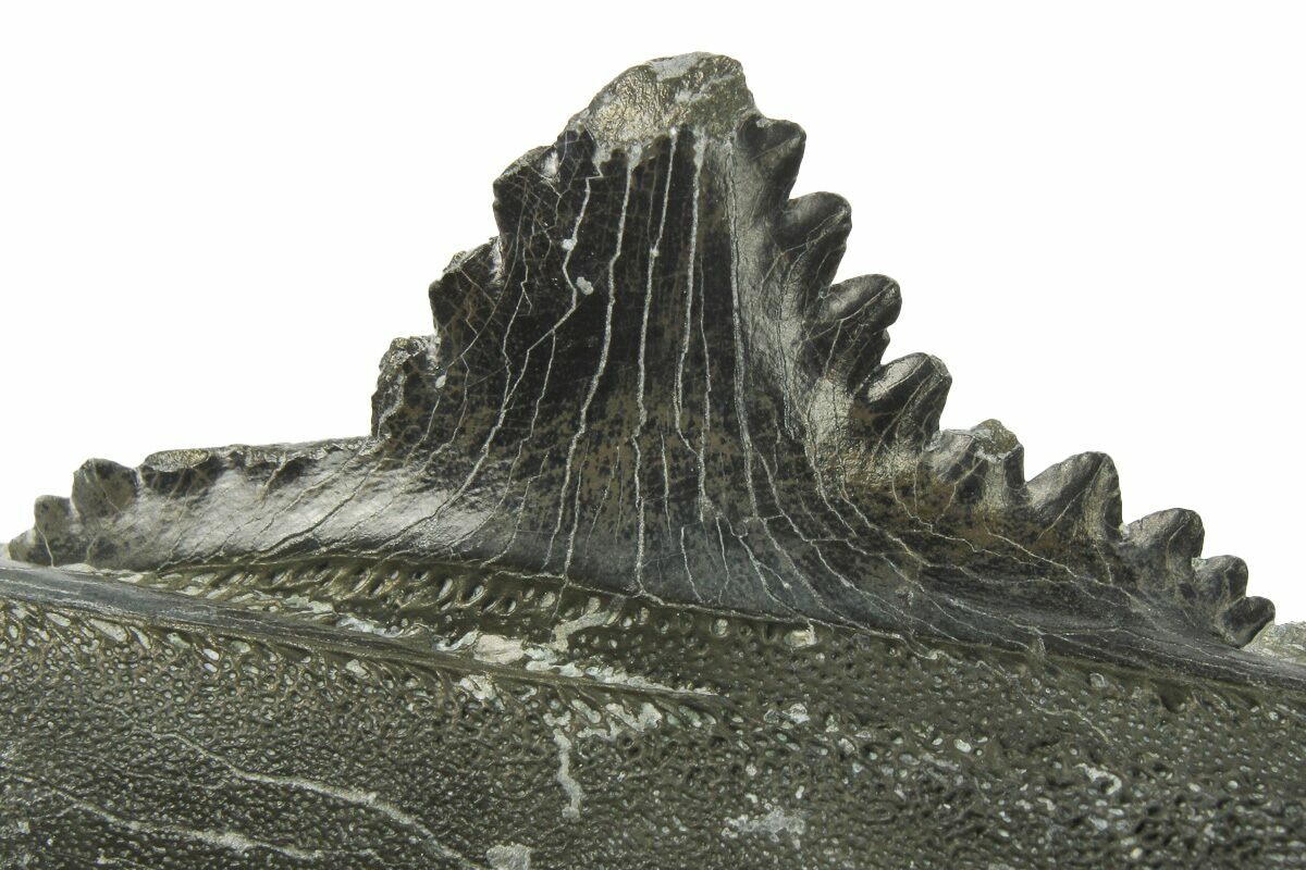 7.1" Bizarre Shark (Edestus) Jaw Section with Tooth - Carboniferous ...