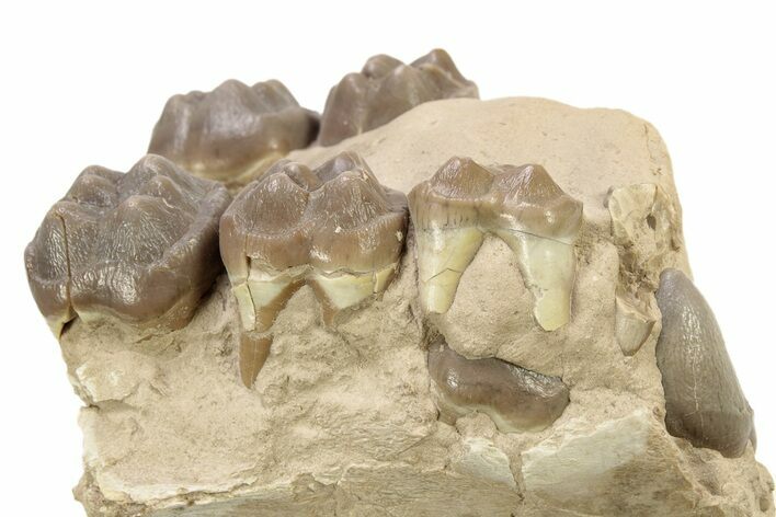 4.1" Partial Fossil Early Pig (Perchoerus) Skull - South Dakota ...