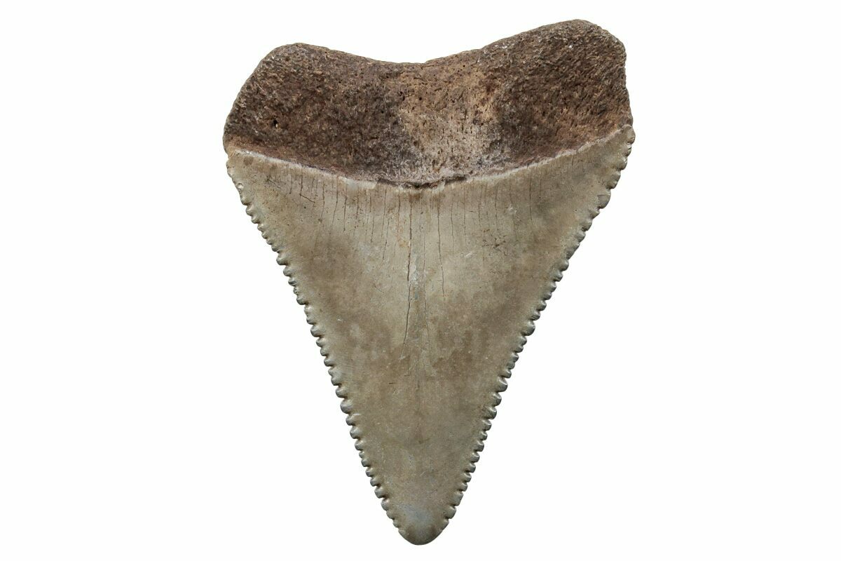 1.61" Fossil Great White Shark (Carcharodon) Tooth - South Carolina ...