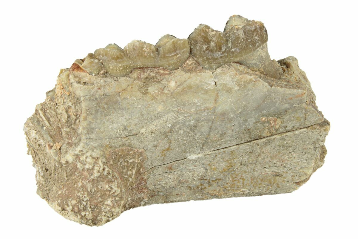 1.7" Oreodont (Merycoidodon) Jaw Section - South Dakota (#268767) For ...